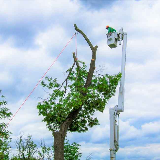 Tree Removal in Interlaken, NY | Finger Lakes Forest Management ...